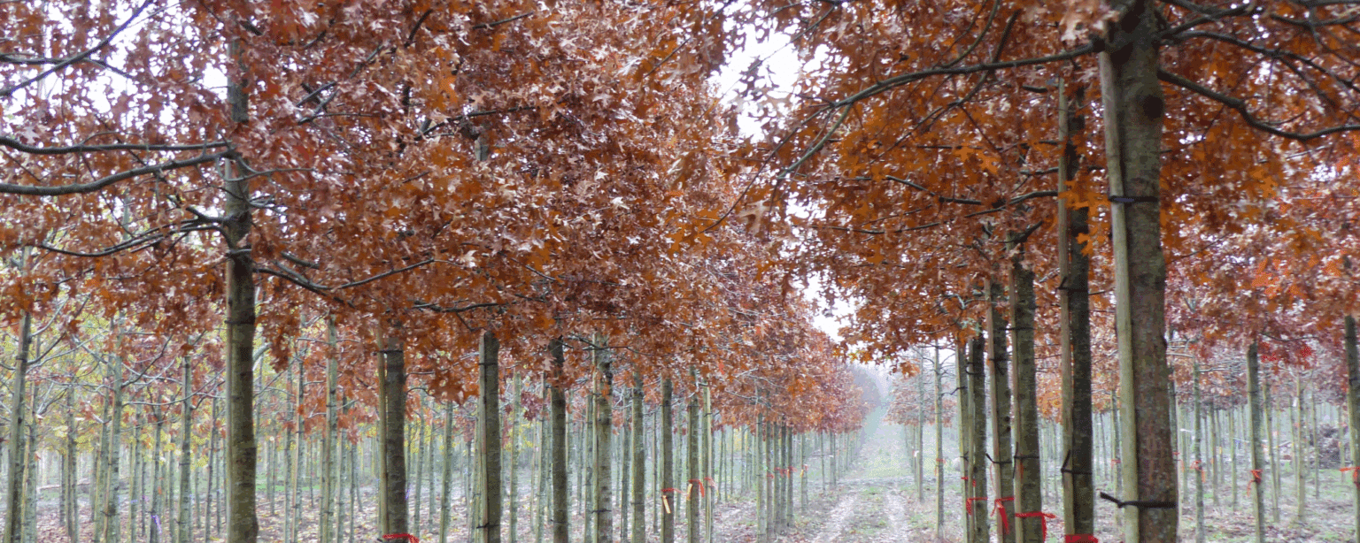 Quercus - Page 3 sur 3 - Pépinière Chauviré