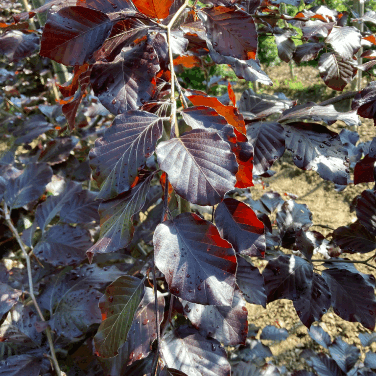 FAGUS sylvatica 'Swat margret' - Pépinière Chauviré