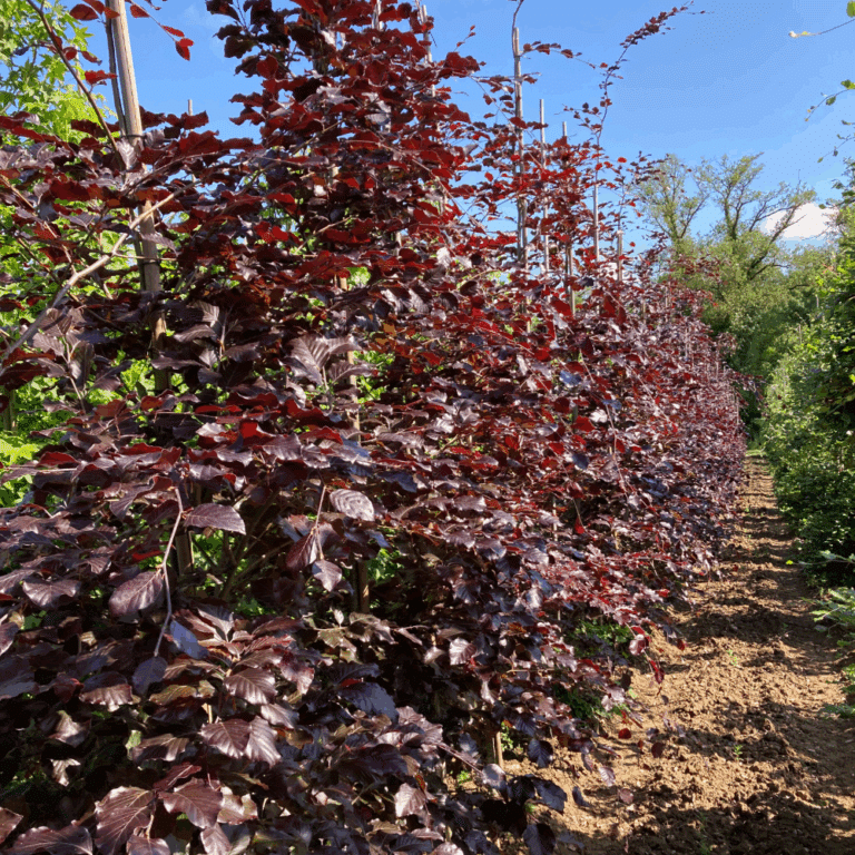 FAGUS sylvatica 'Swat margret' - Pépinière Chauviré
