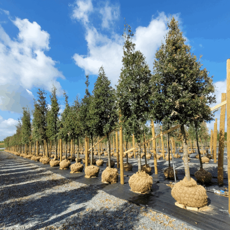 QUERCUS ilex - Pépinière Chauviré