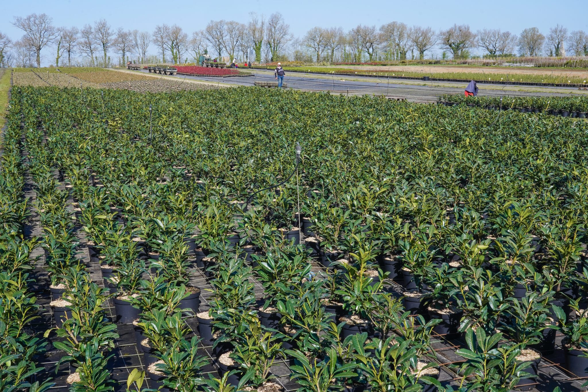 Nos gammes - Pépinière Chauviré